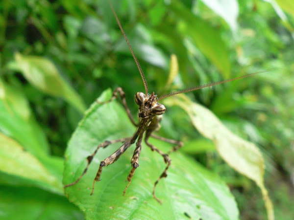 Praying mantis | Project Noah