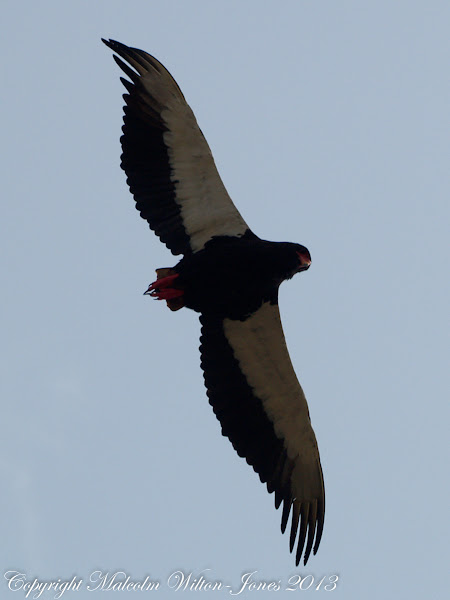 Bateleur | Project Noah