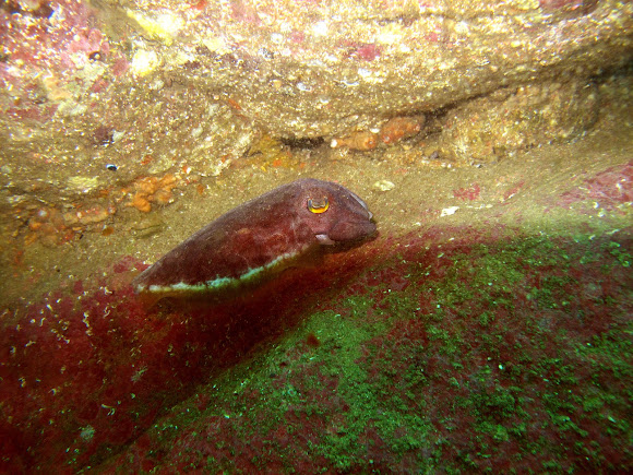 Mourning Cuttlefish | Project Noah