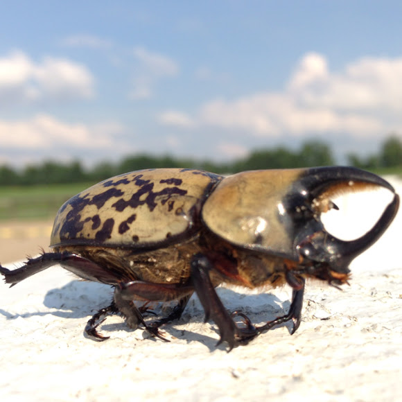 Hercules beetle | Project Noah