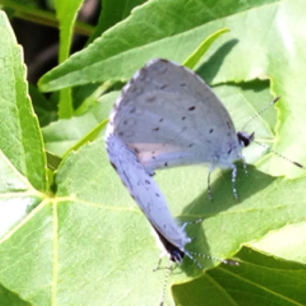 Spring Azure Butterflies (mating) | Project Noah