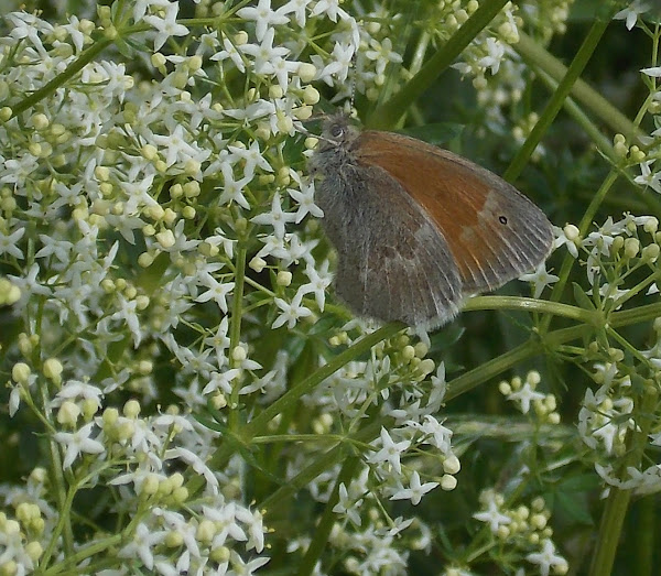 Common Ringlet | Project Noah