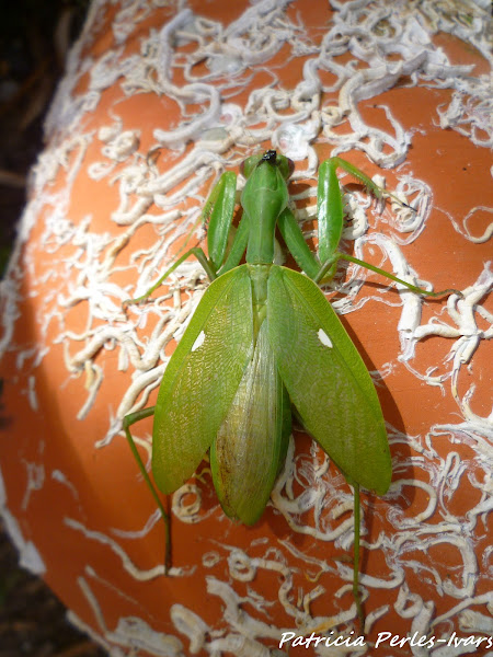 Giant African mantis | Project Noah