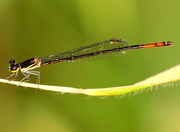 Red-tipped Shadefly | Project Noah