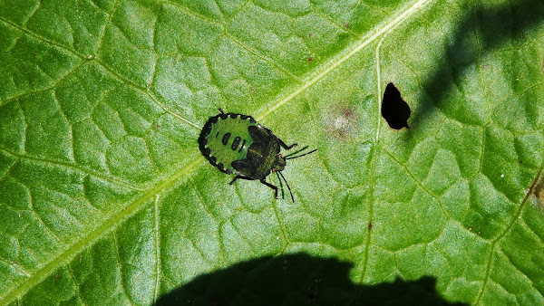 Green shield bug | Project Noah