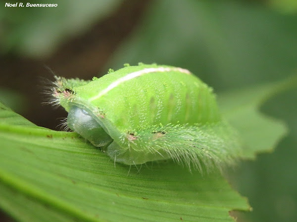 Green Slug Moth Caterpillar | Project Noah