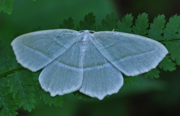 Pale Beauty Moth | Project Noah