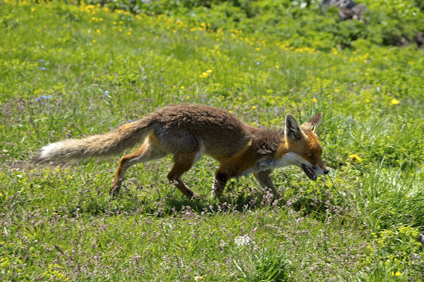 Red Fox | Project Noah