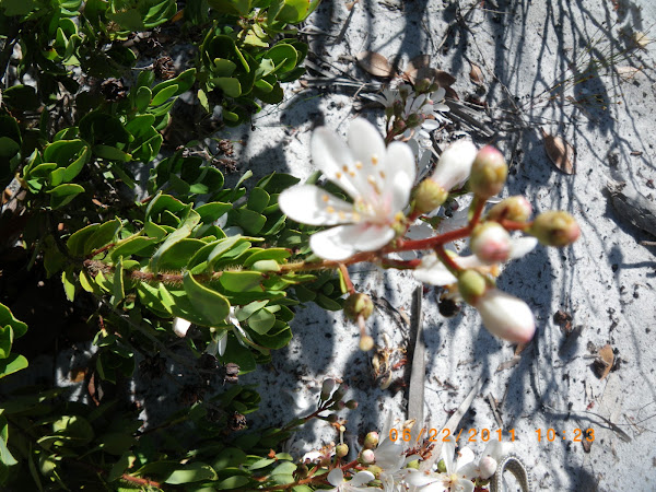 Tar Flower | Project Noah