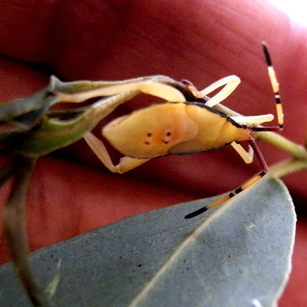 Eucalyptus tip-wilter bug nymph | Project Noah