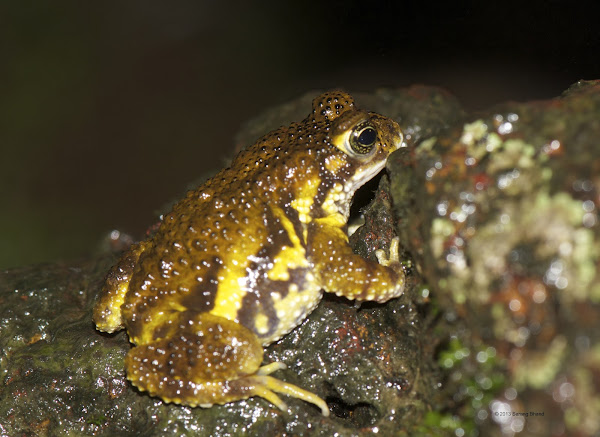 Amboli Toad | Project Noah