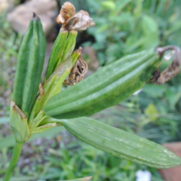 Yellow Flag Iris (seed pod) | Project Noah