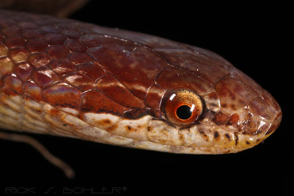 Pine Woods Snake | Project Noah