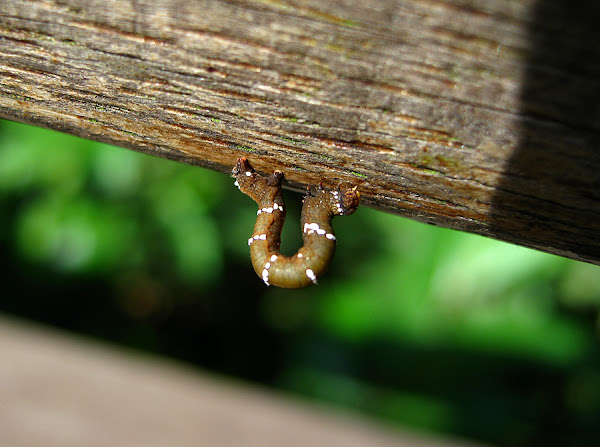 Brown Inchworm | Project Noah