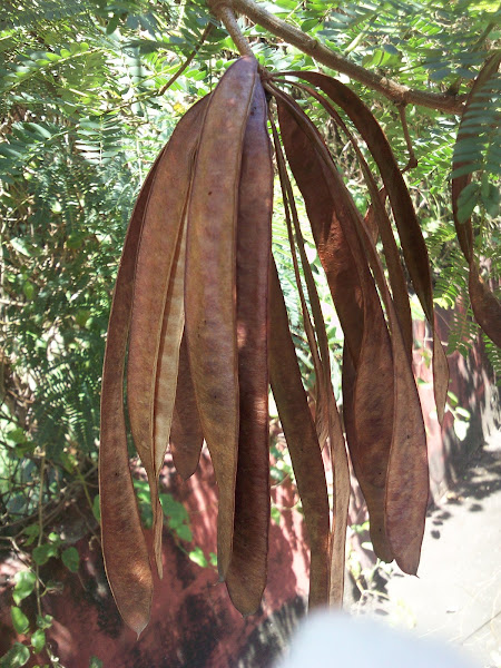 Guaje blanco | Project Noah