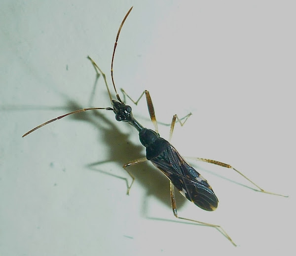 Long-Necked Seed Bug | Project Noah