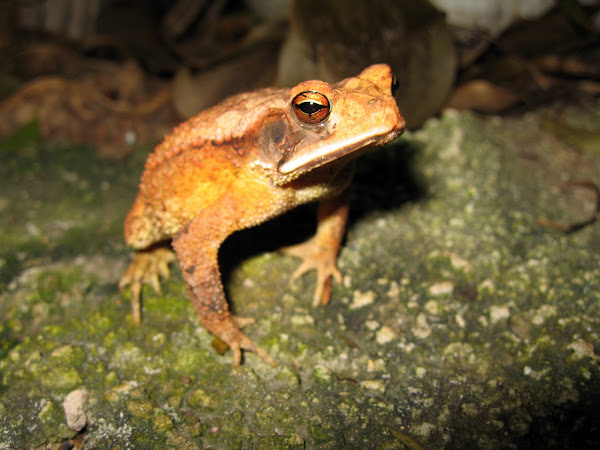 Toad | Project Noah