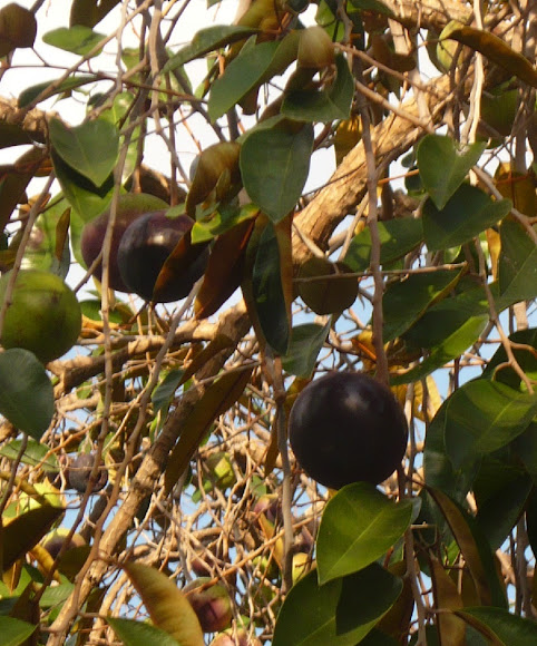 Caimito, cayumito | Project Noah