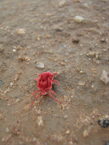 Red velvet mites | Project Noah