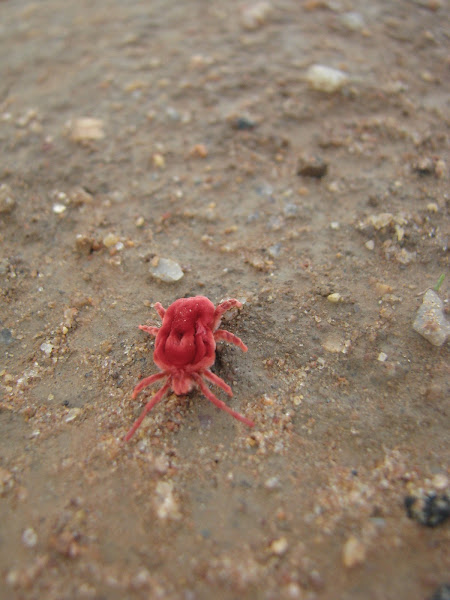 Red velvet mites | Project Noah