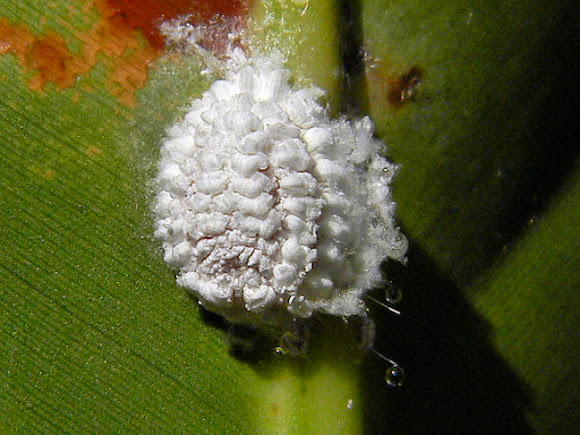 scale insect (with honeydew) | Project Noah