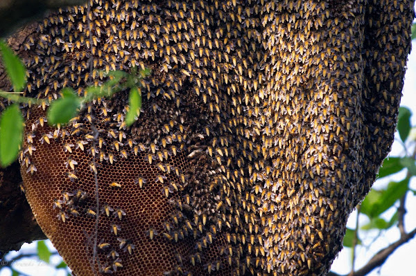 Honeycomb | Project Noah