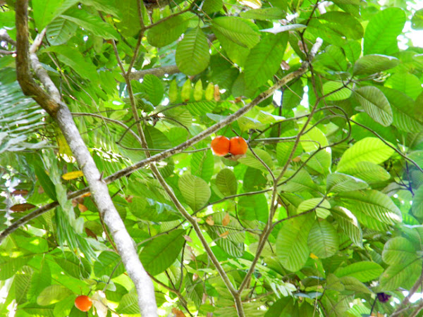 rainforest fruit tree | Project Noah
