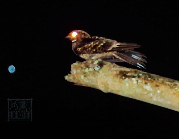 Philippine Nightjar | Project Noah