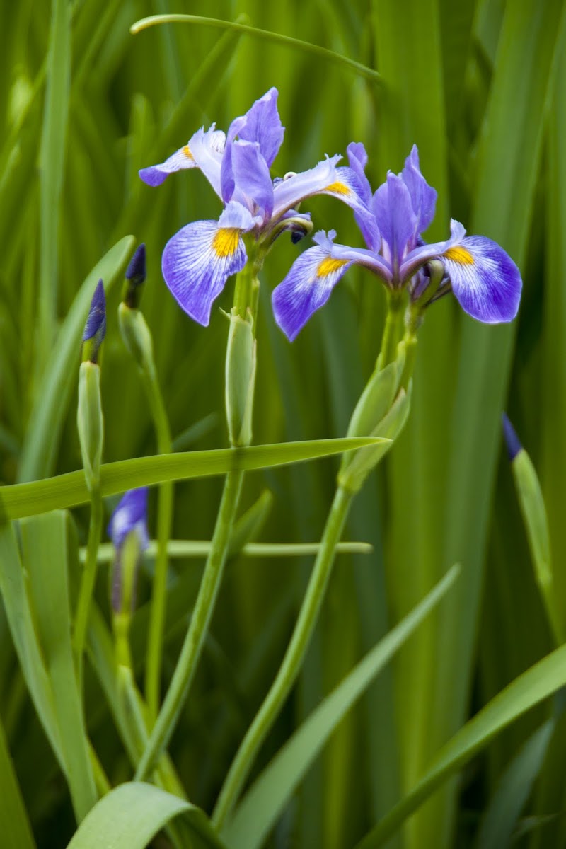 Blue Flag Iris | Project Noah