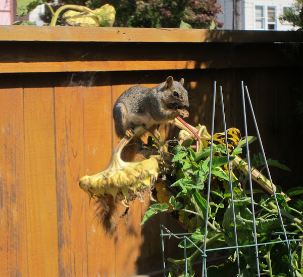 Acrobatic Fox Squirrel eating sunflower seeds | Project Noah