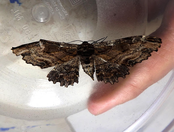 Sinister Moth | Project Noah