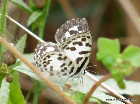 Common Pierrot | Project Noah