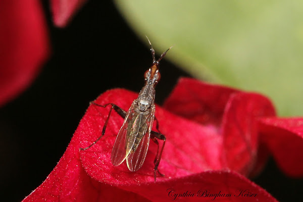 Longhorn Cactus Fly | Project Noah