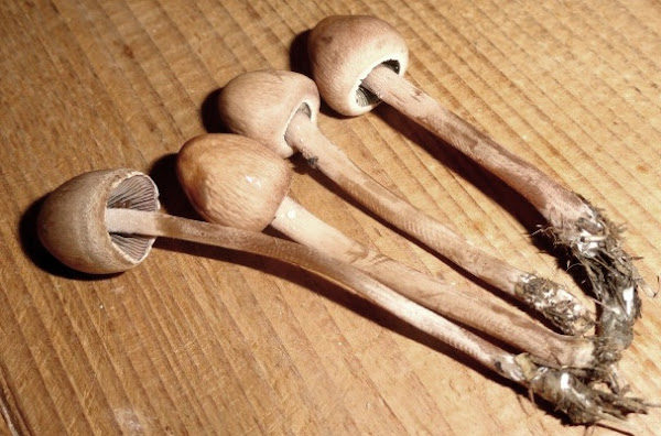 Panéole à marge serrée | Project Noah