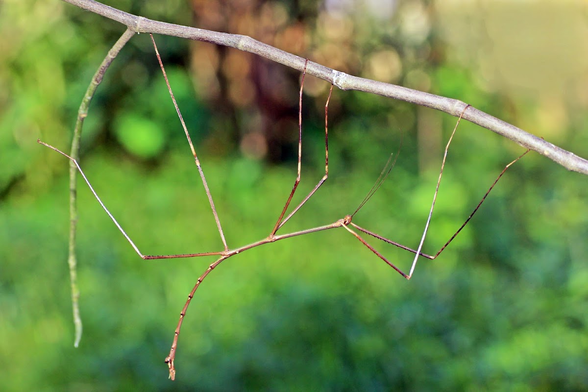 Stick insect | Project Noah