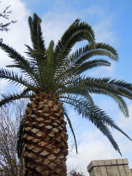 date palm tree | Project Noah
