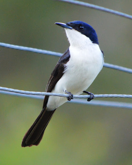 Restless Flycatcher | Project Noah