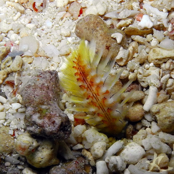 Dark-lined Fire Worm | Project Noah