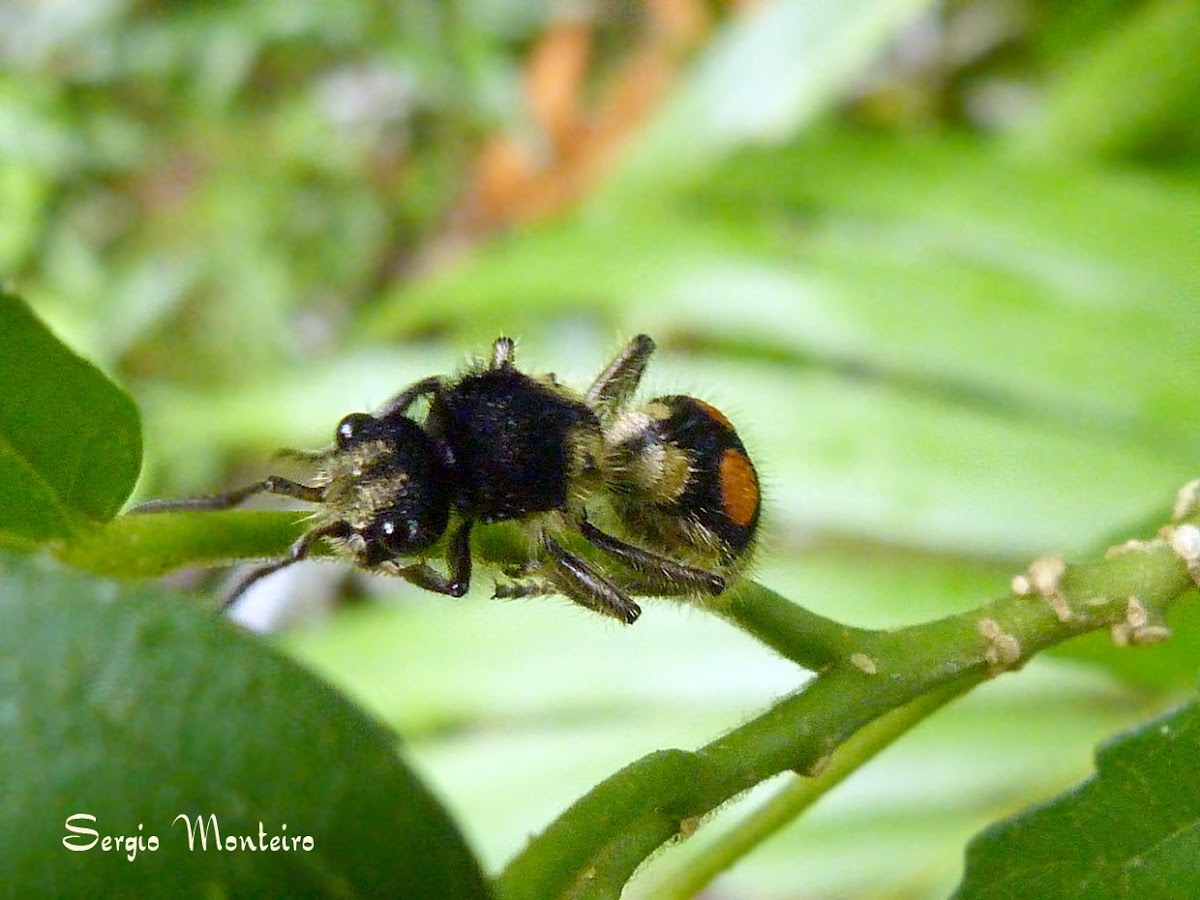 Velvet ant wasp | Project Noah
