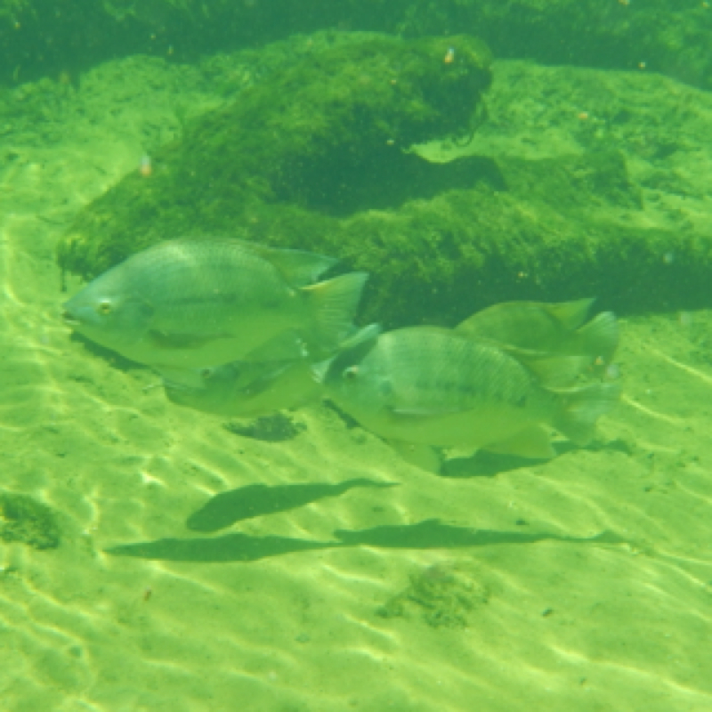 spotted tilapia | Project Noah