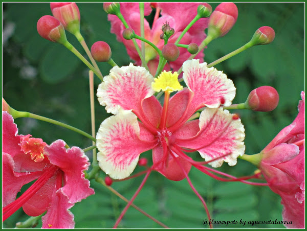 Pink Caballero, Peacock Flower | Project Noah