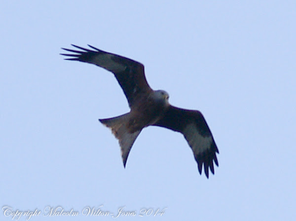 Red Kite | Project Noah