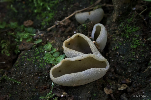 Bladder Cup | Project Noah