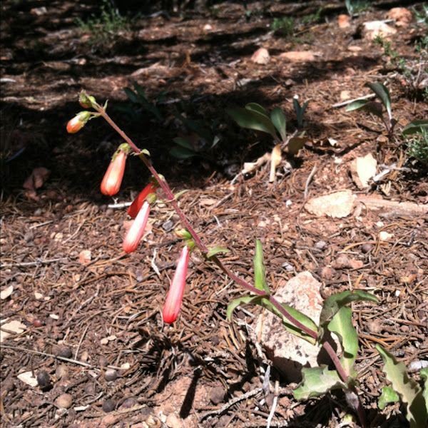 Eaton's penstemon | Project Noah