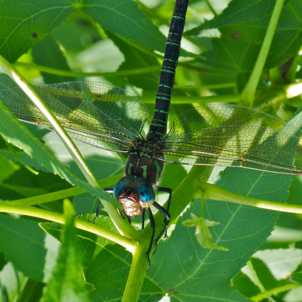 Swamp Darner dragonfly (male) | Project Noah