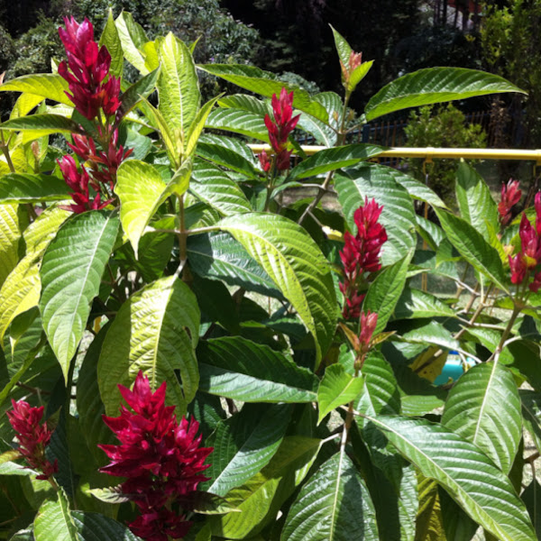 Manto Rojo | Project Noah