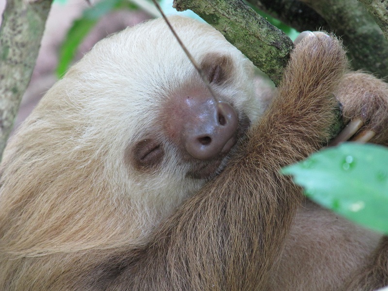 Two-toed Sloth | Project Noah