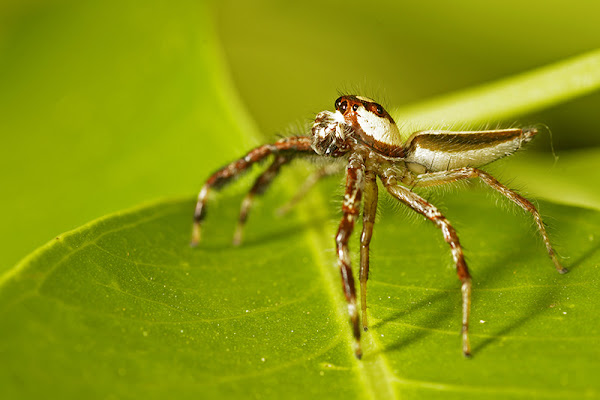 Two-striped jumping spider(Male) | Project Noah