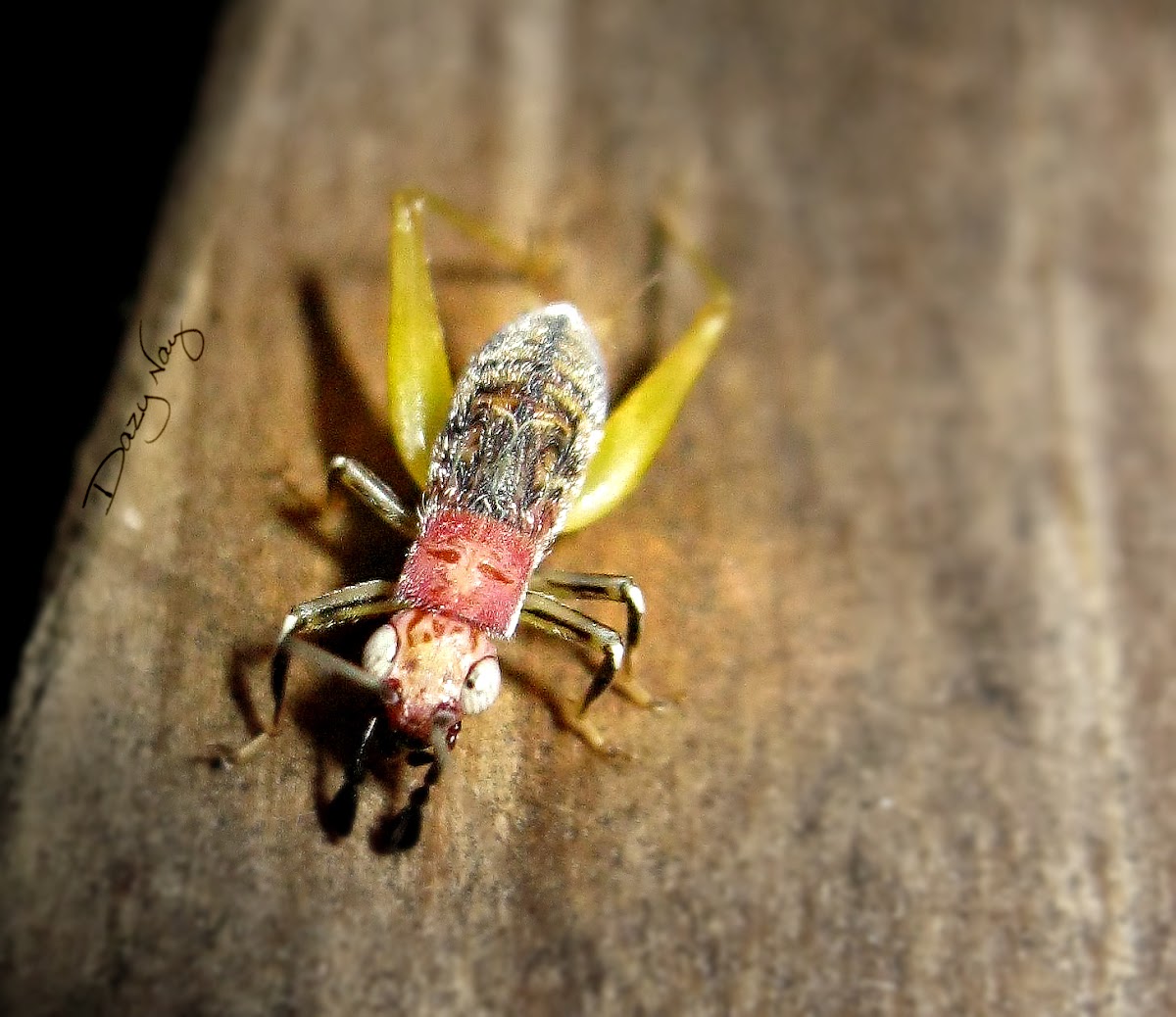 Red-Headed Bush Cricket | Project Noah