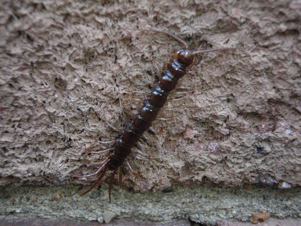 Stone Centipede | Project Noah